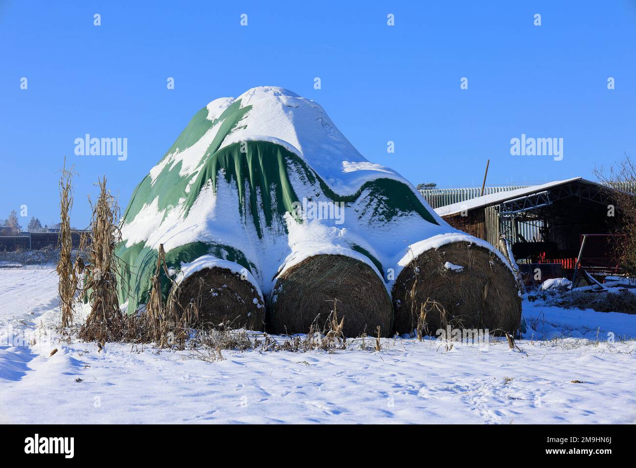 Hay bales are covered with foil and protected against snow Stock Photo ...
