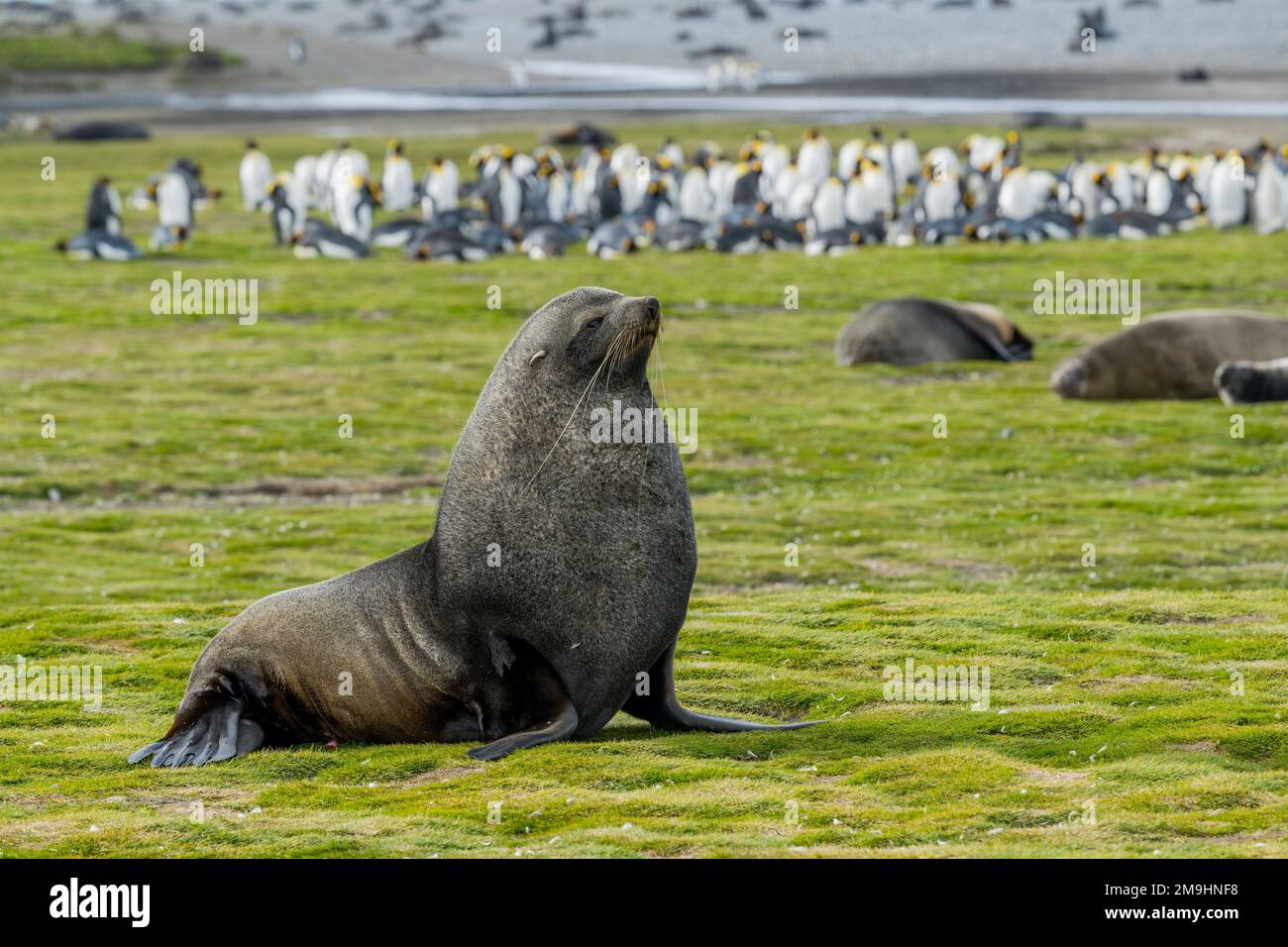 An Antarctic fur seal bull (Arctocephalus gazella) is guarding his ...