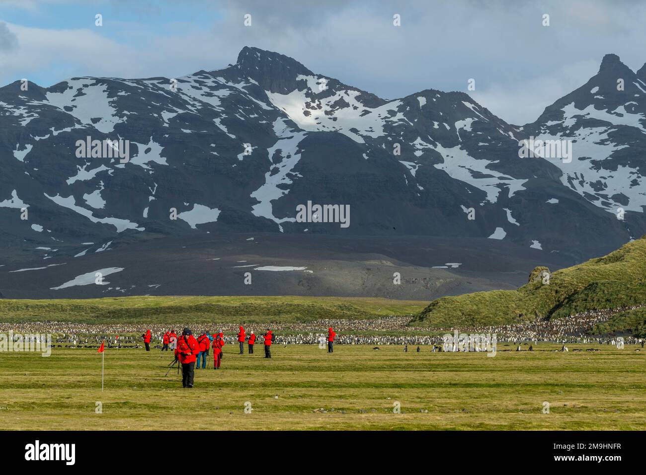 Cruise ship passengers at the King penguin colony (Aptenodytes ...