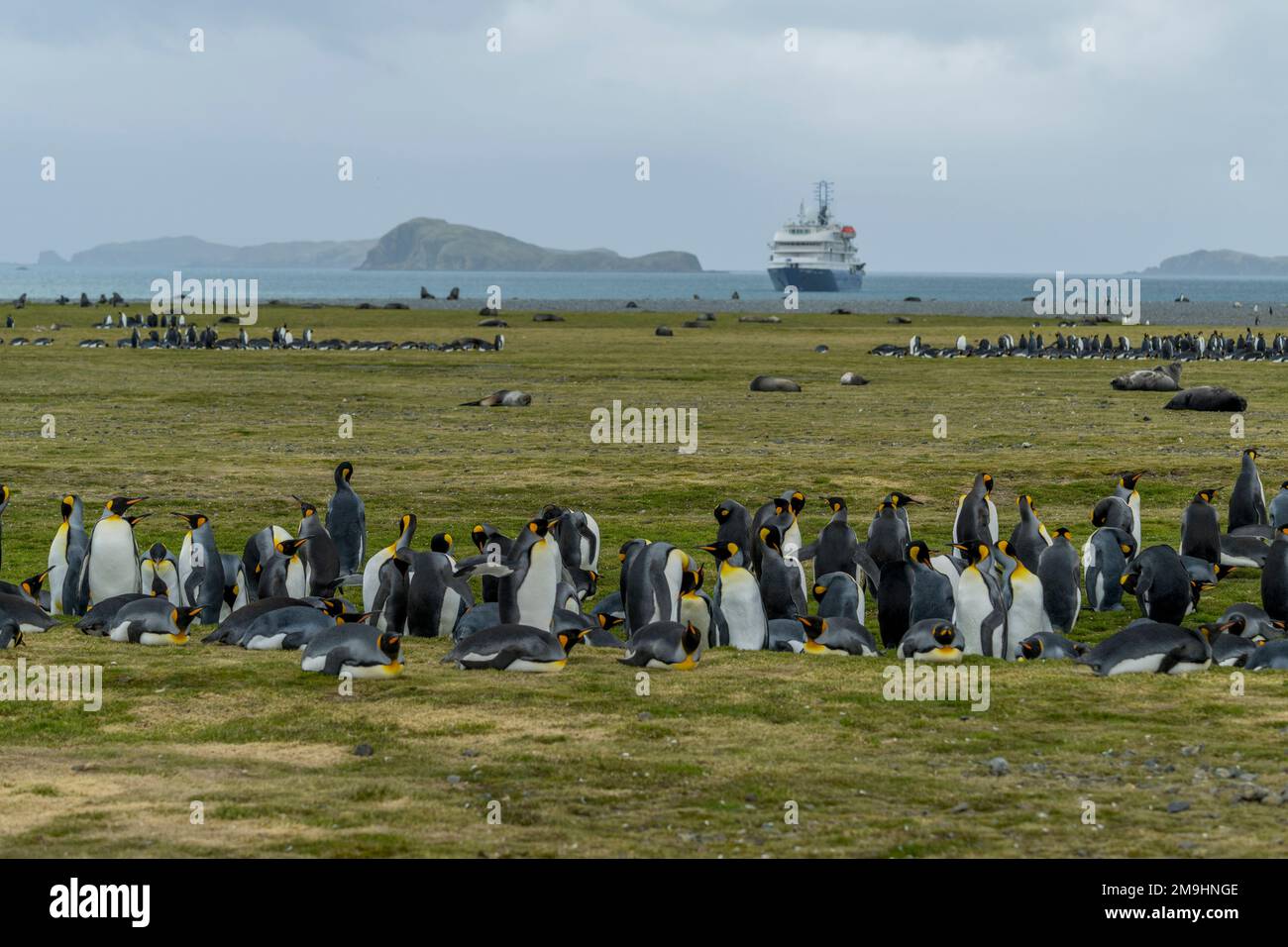 Cruise ship m/v Sea Spirit at the King penguin colony (Aptenodytes ...