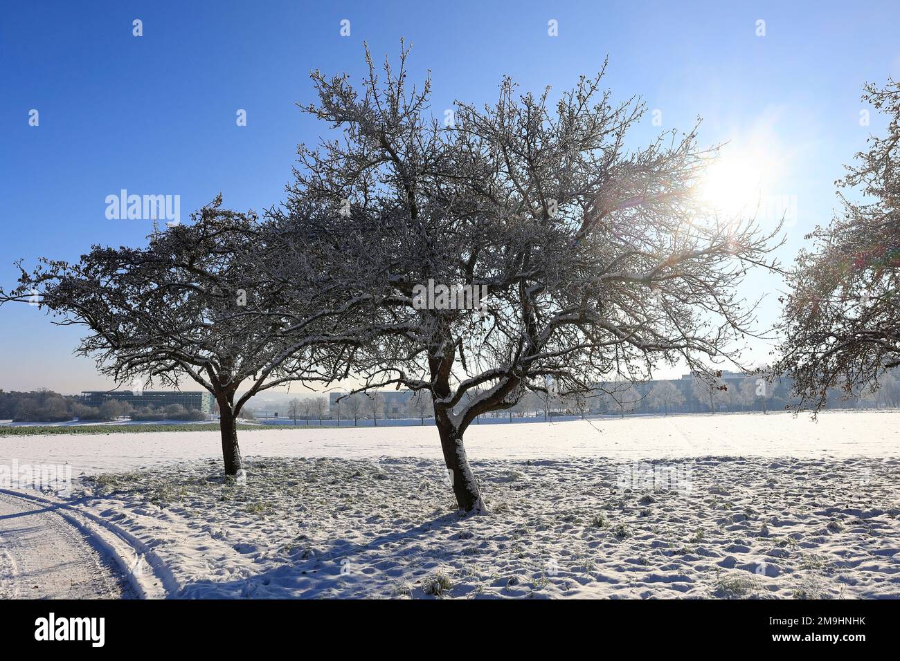 Backlit trees covered with snow Stock Photo - Alamy