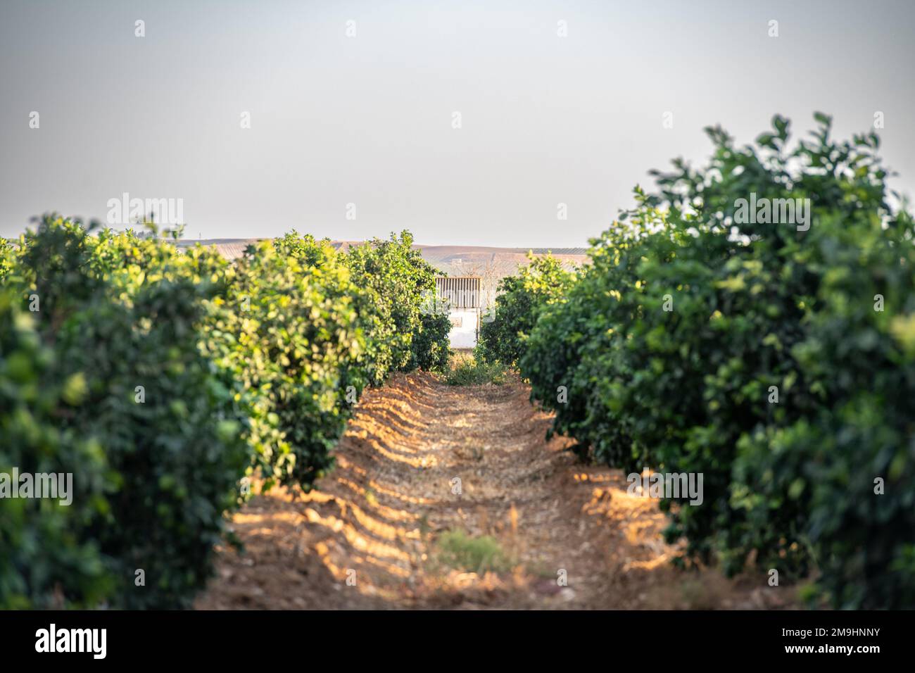 Cereal and citrus cooperative, Puerto Gil, Spain Stock Photo - Alamy