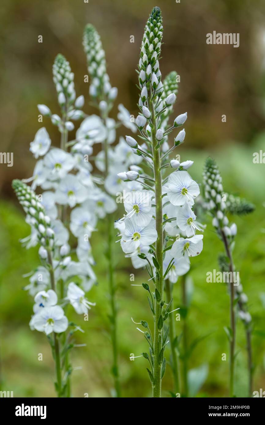 Veronica gentianoides Tissington White, gentian speedwell Tissington ...