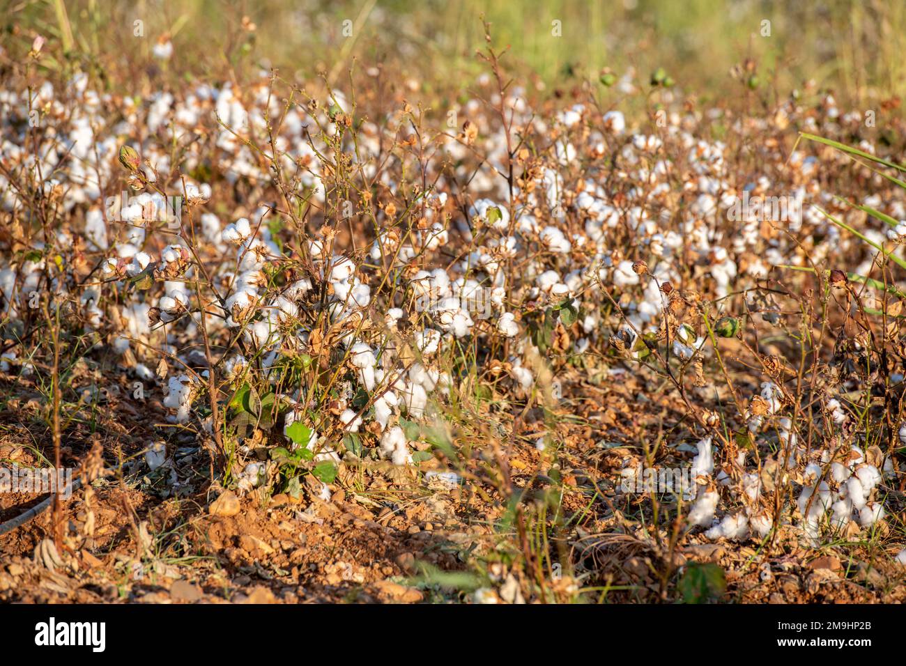Cereal and citrus cooperative, Puerto Gil, Spain Stock Photo - Alamy