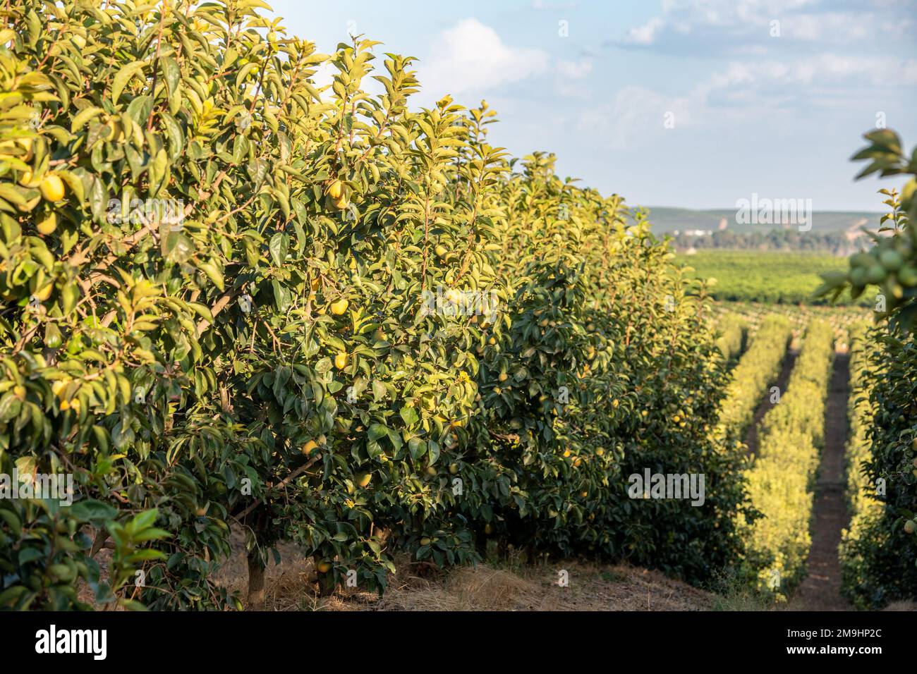 Cereal and citrus cooperative, Puerto Gil, Spain Stock Photo - Alamy