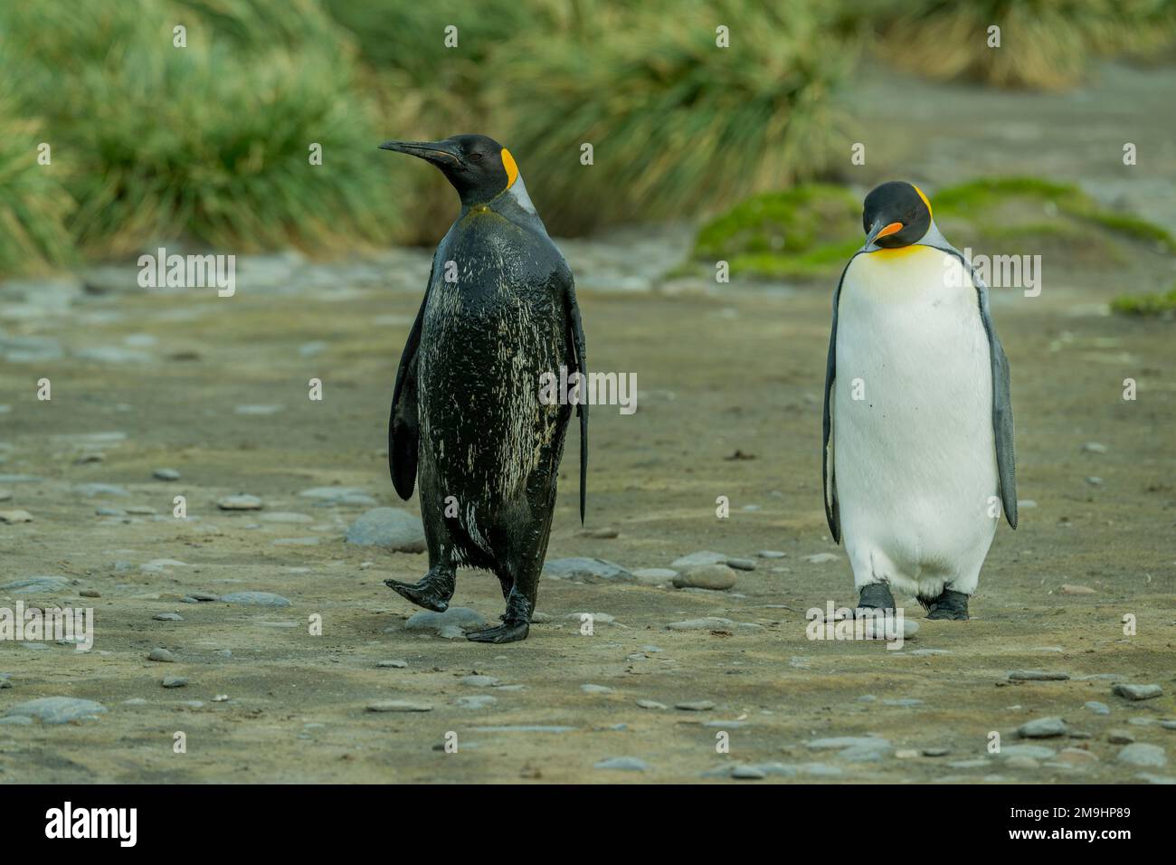 A King penguin (Aptenodytes patagonicus) covered with mud after ...