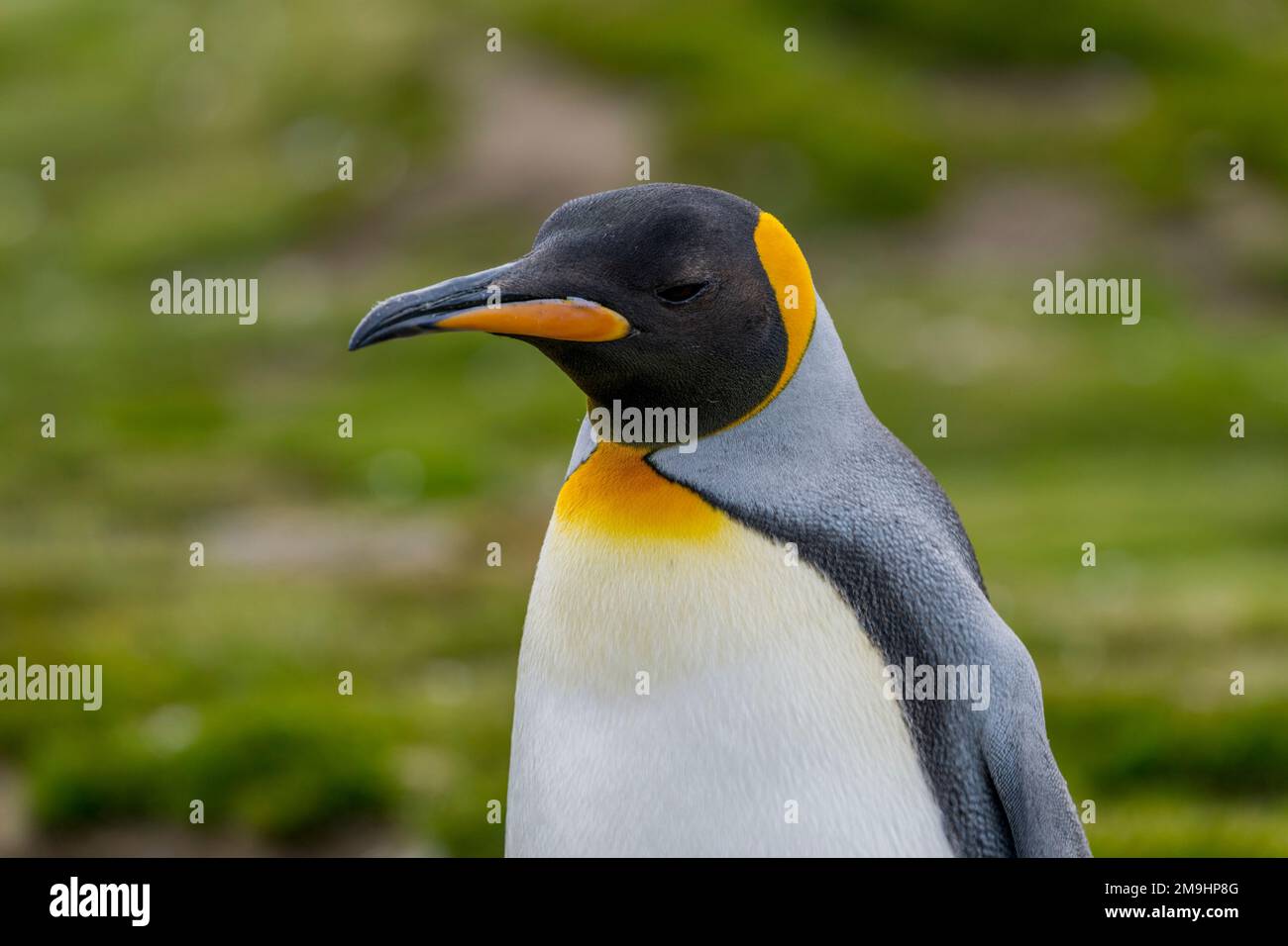Portrait of a King penguin (Aptenodytes patagonicus) on the beach at ...