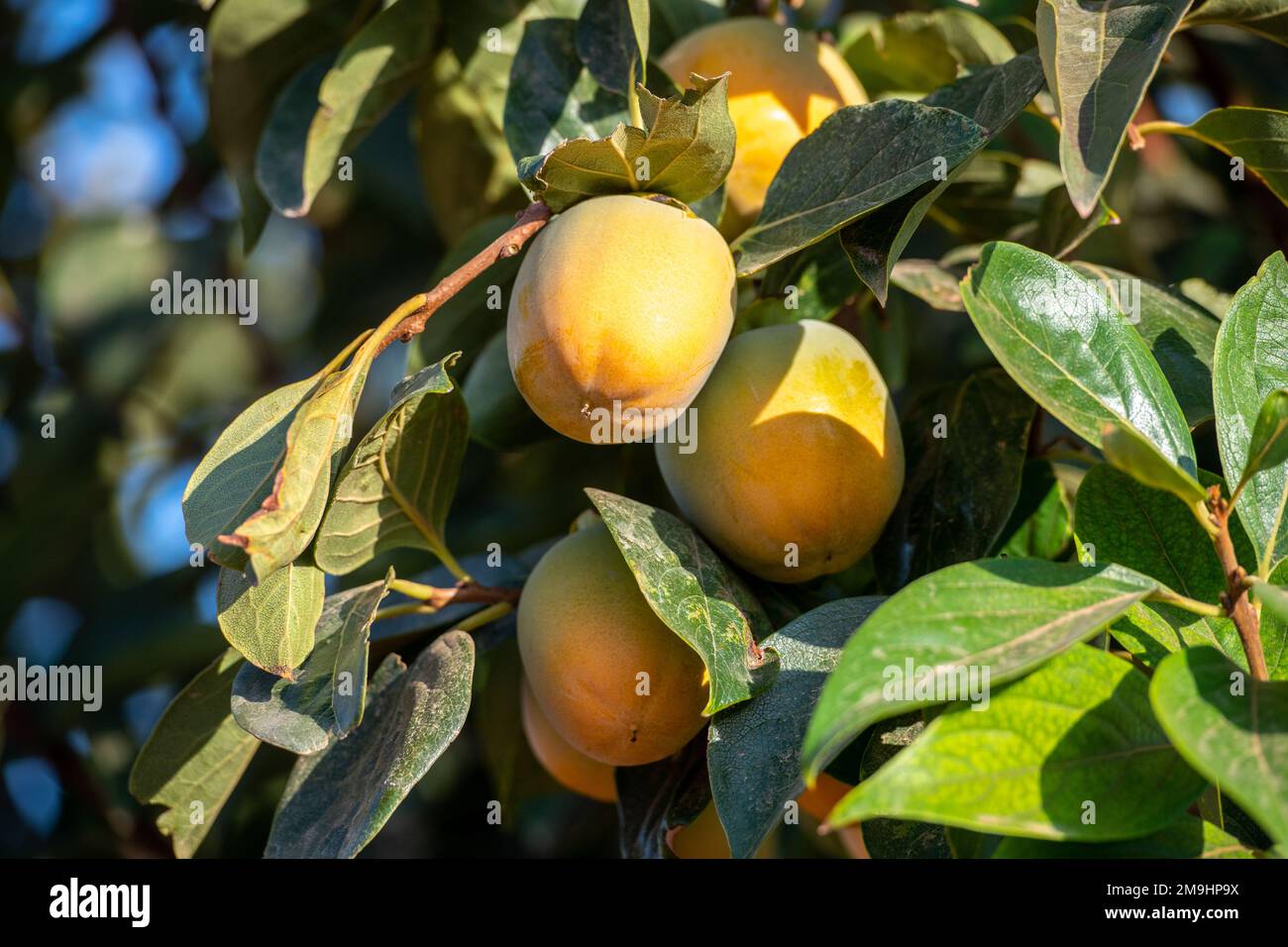 Cereal and citrus cooperative, Puerto Gil, Spain Stock Photo - Alamy