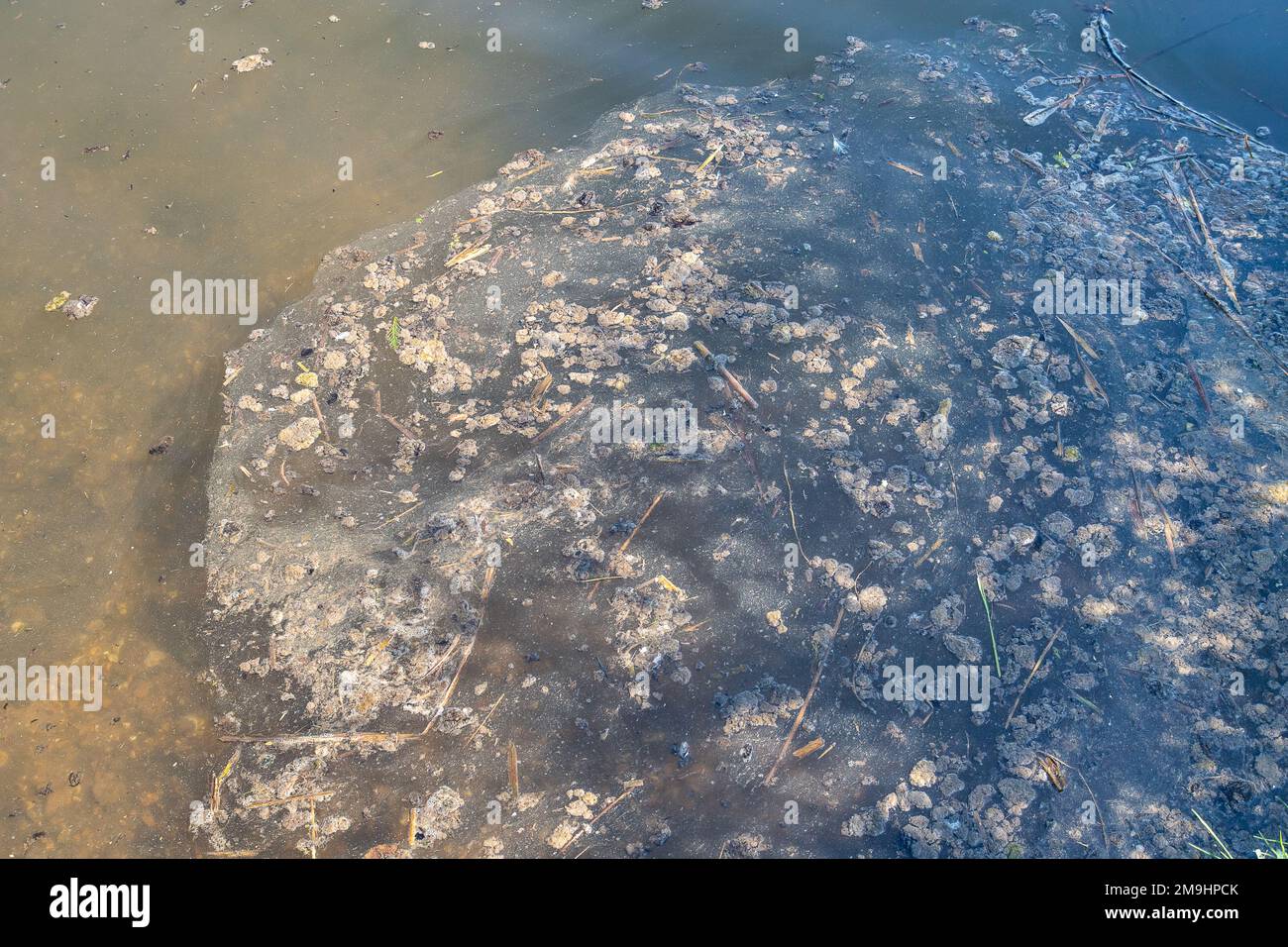Human feces hi-res stock photography and images - Alamy