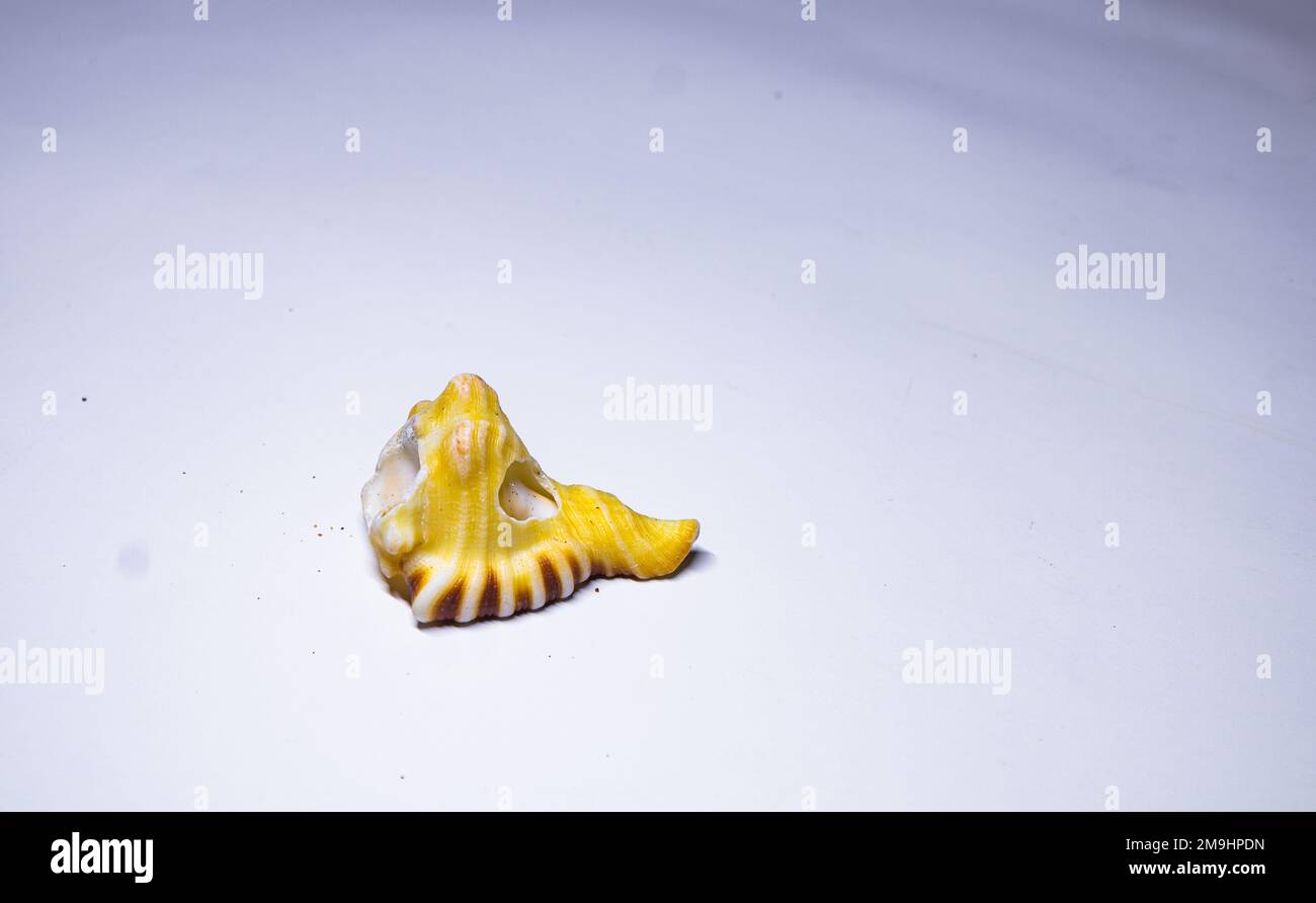 Murex is a genus of medium to large sized predatory tropical sea snails ...