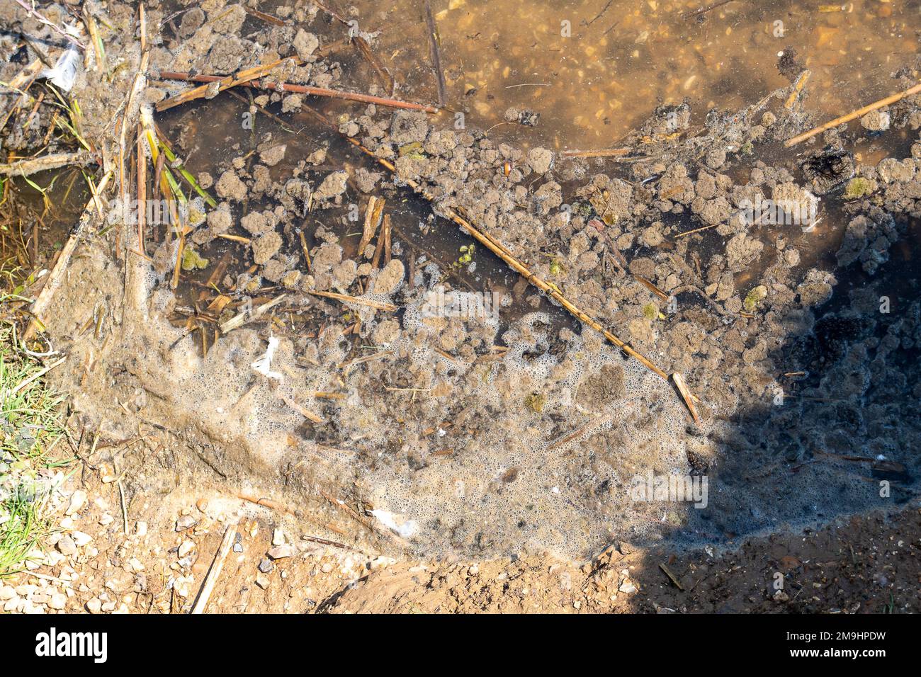 Human feces hi-res stock photography and images - Alamy