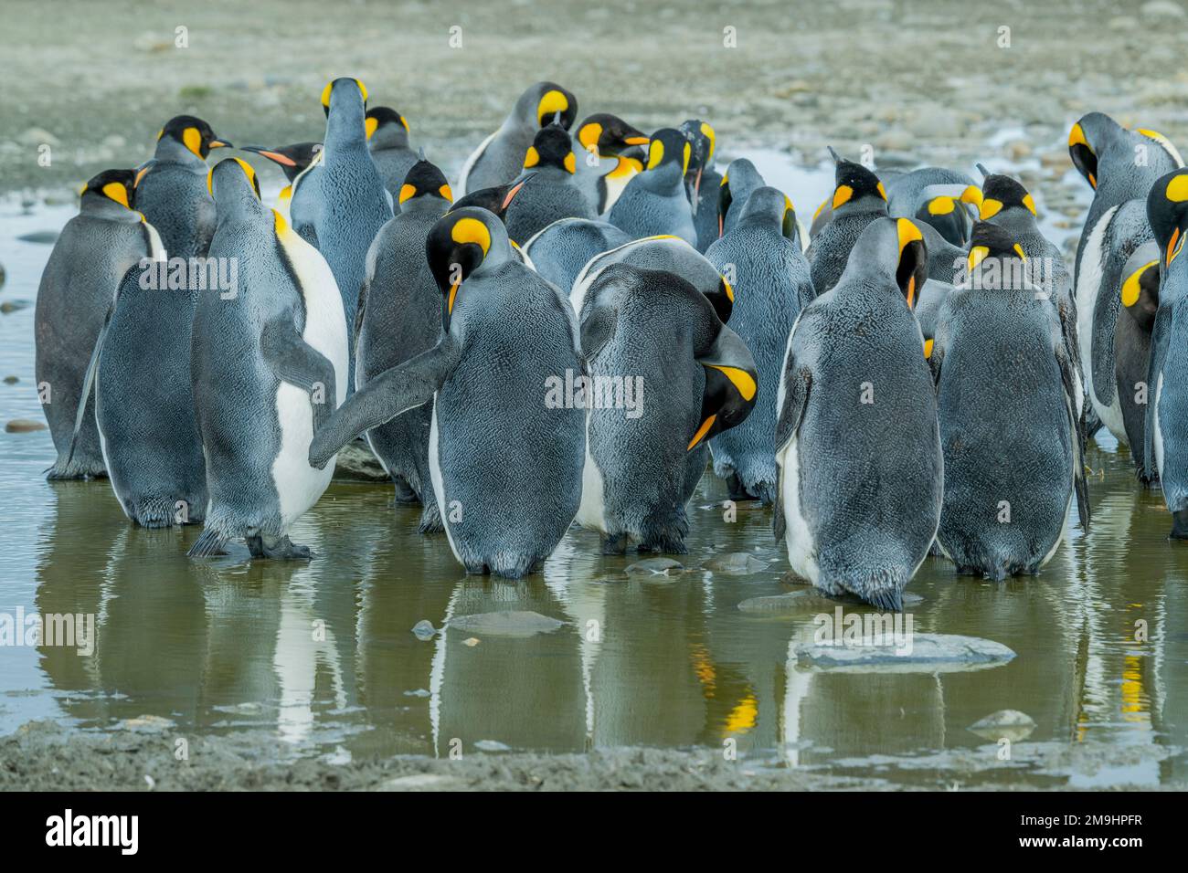 King penguins (Aptenodytes patagonicus) molting on the beach at ...