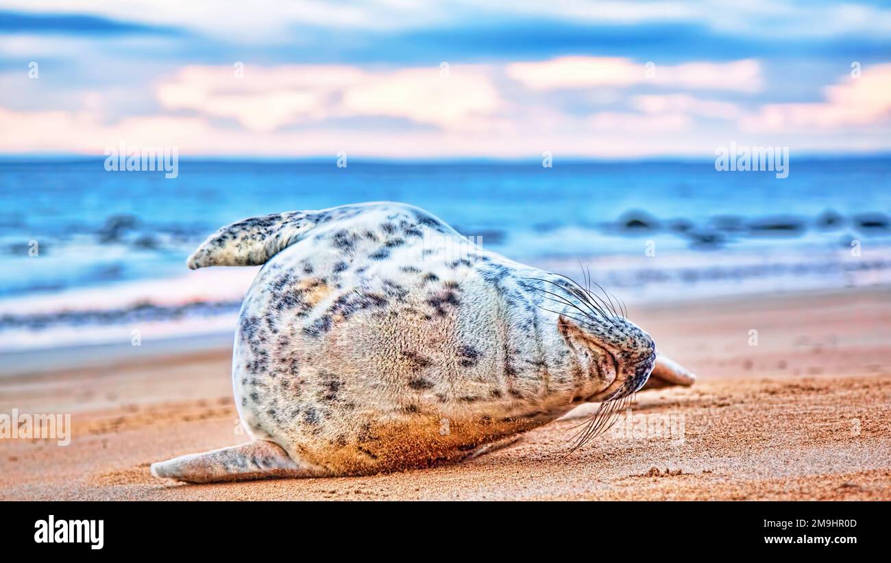Weaned grey seal on a beach having a stretch Stock Photo - Alamy