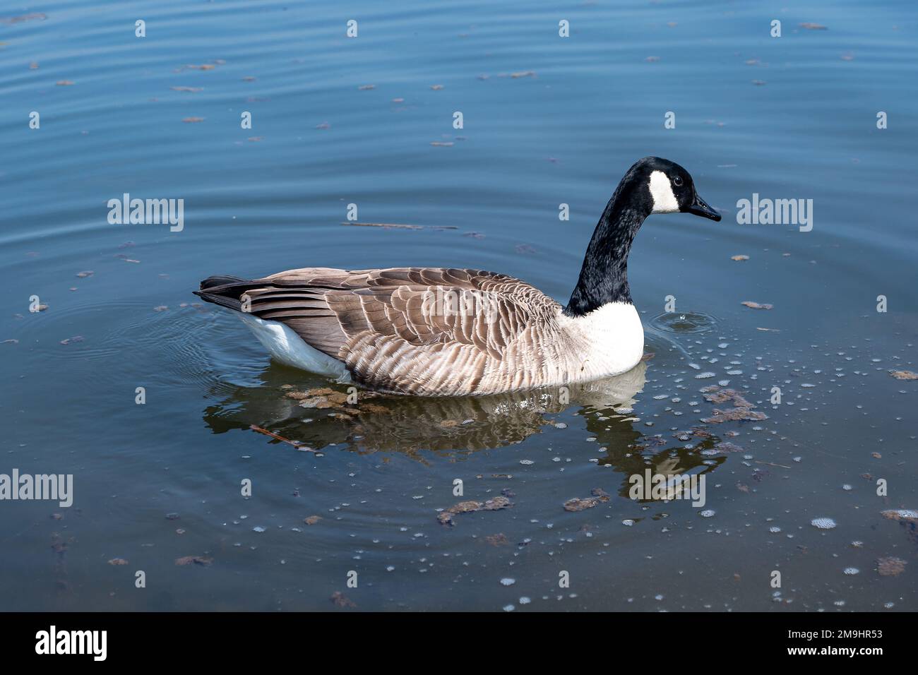Goose feces hi-res stock photography and images - Alamy