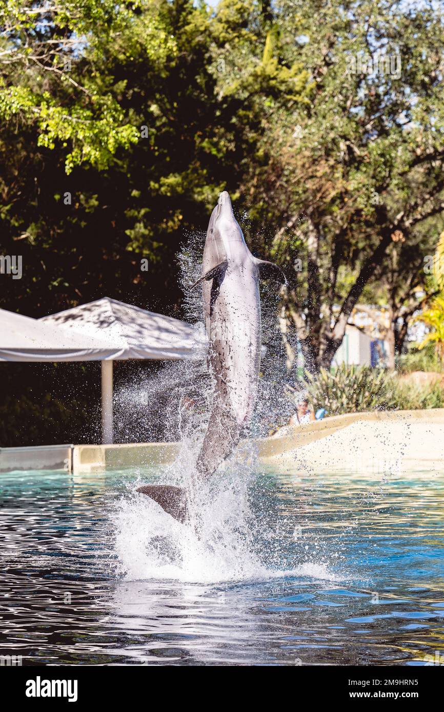 A vertical shot of trained dolphins doing tricks at a zoo Stock Photo ...