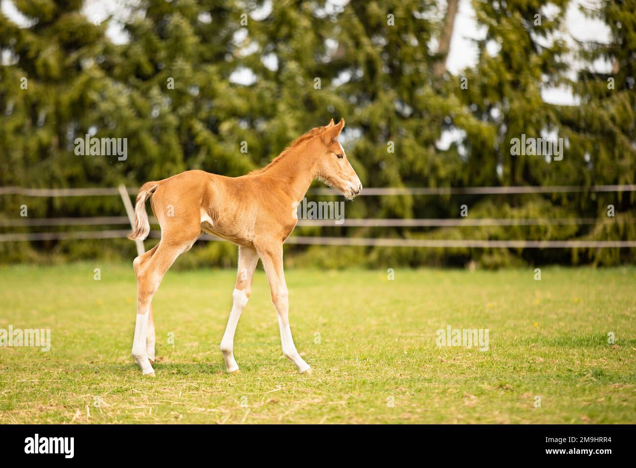 Horse breeding farm hi-res stock photography and images - Alamy