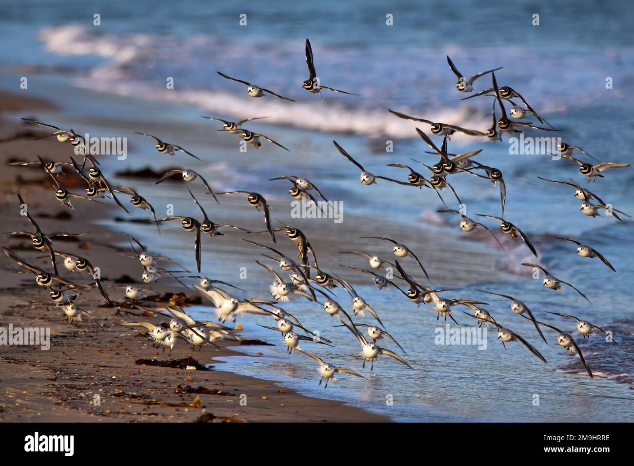 Flying plover hi-res stock photography and images - Alamy