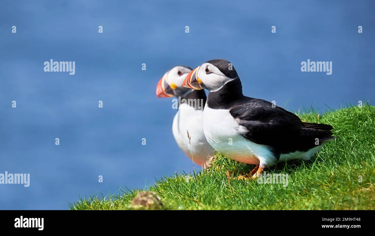 Two puffins standing on a grassy cliff top looking like a mirror image ...