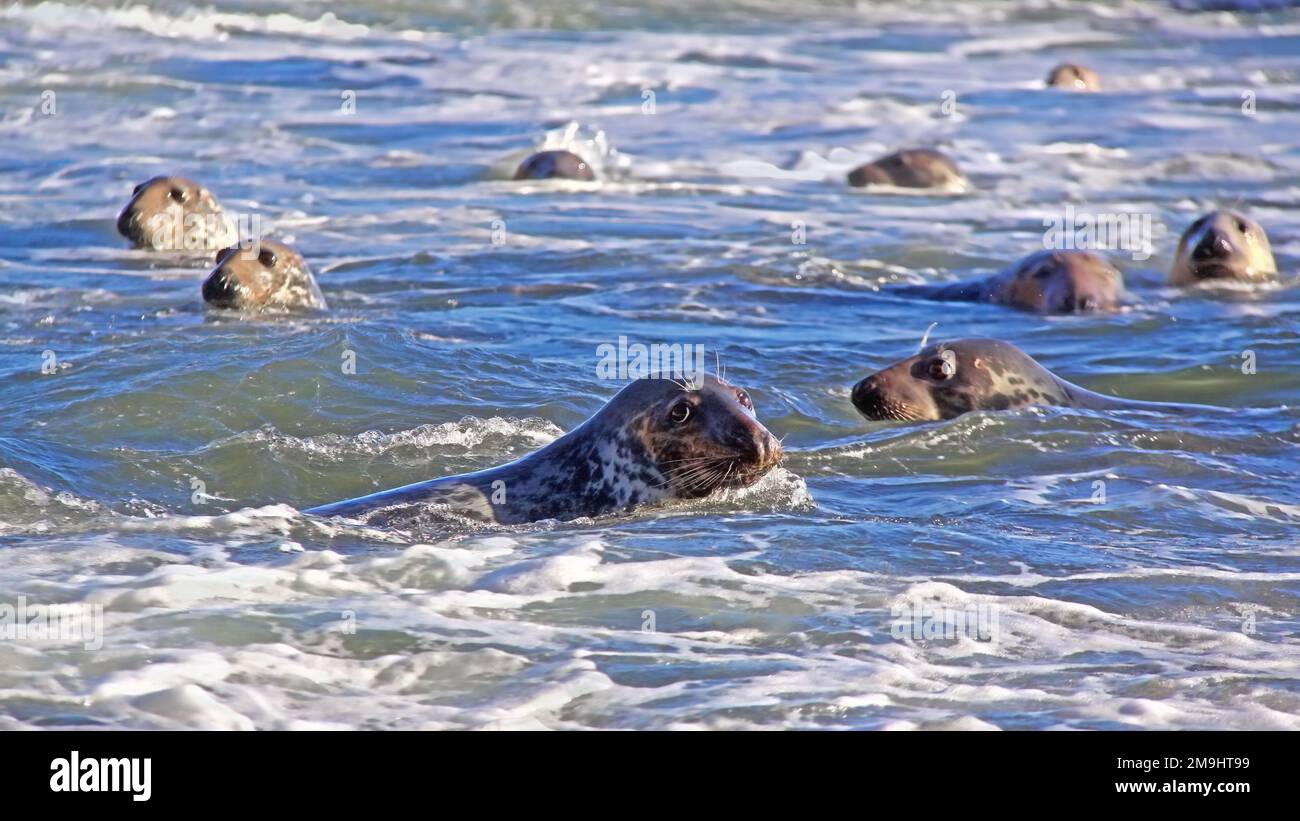 Bull Grey seal swimming with other seals Stock Photo - Alamy