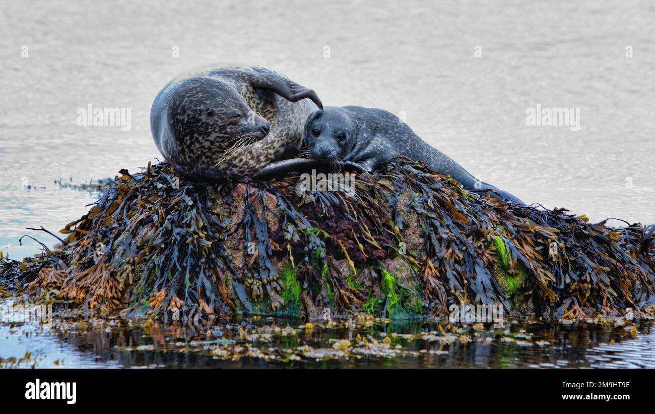 Common seal mother cuddling her pup on a seaweed covered rock, with the ...