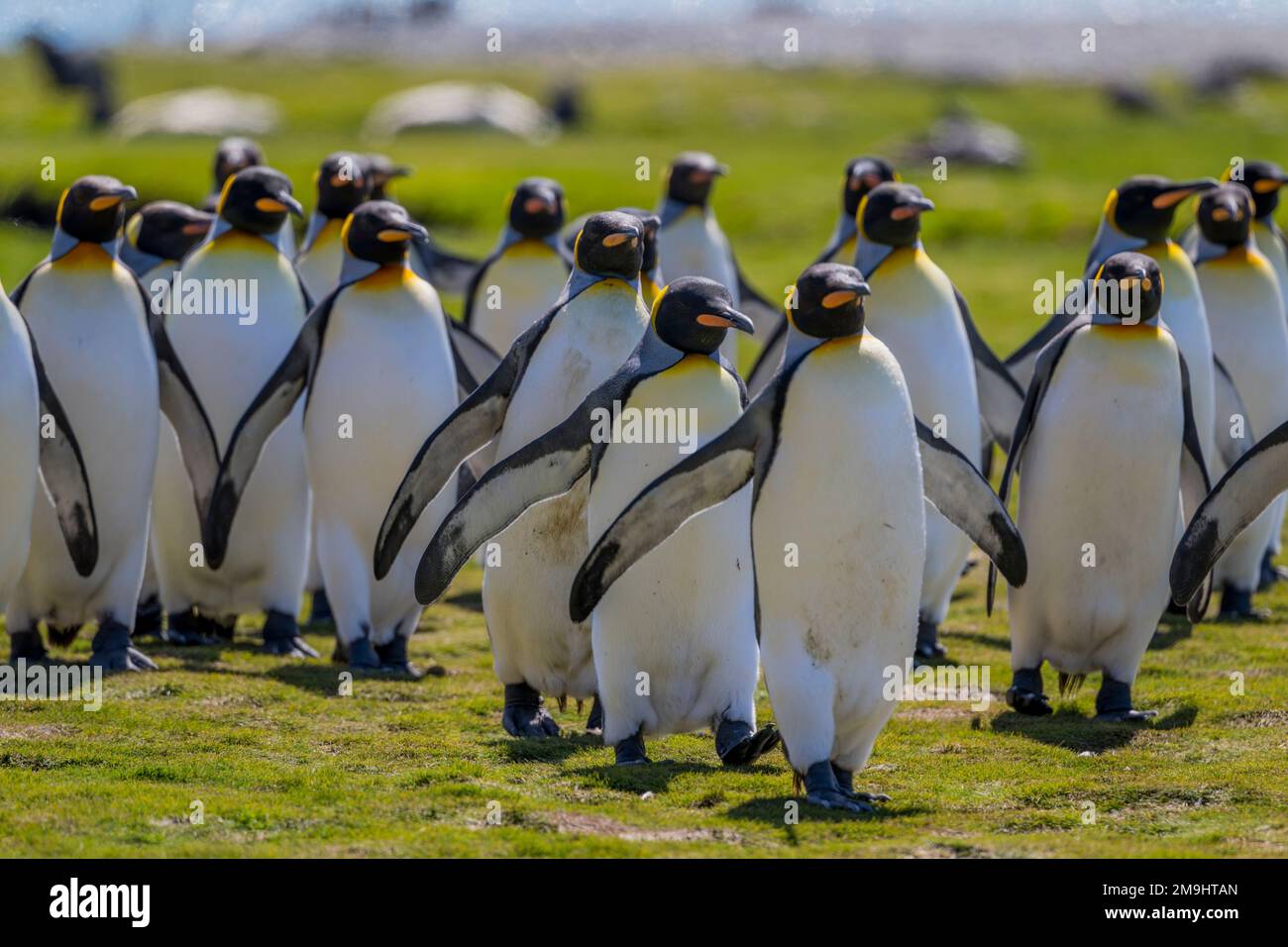 King penguins (Aptenodytes patagonicus) walking from the beach back to ...