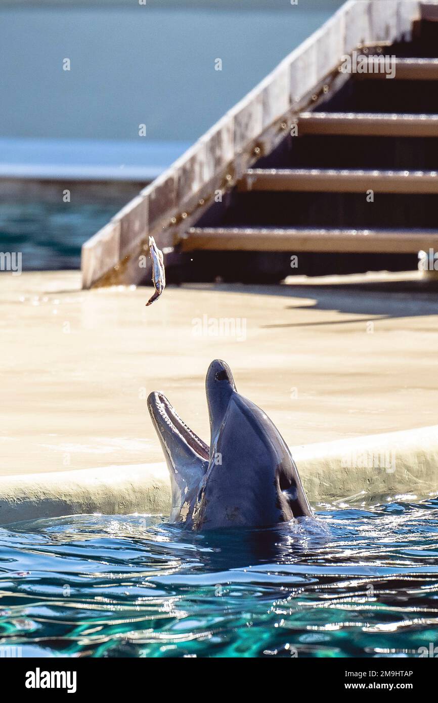 Dolphin action shot hi-res stock photography and images - Alamy