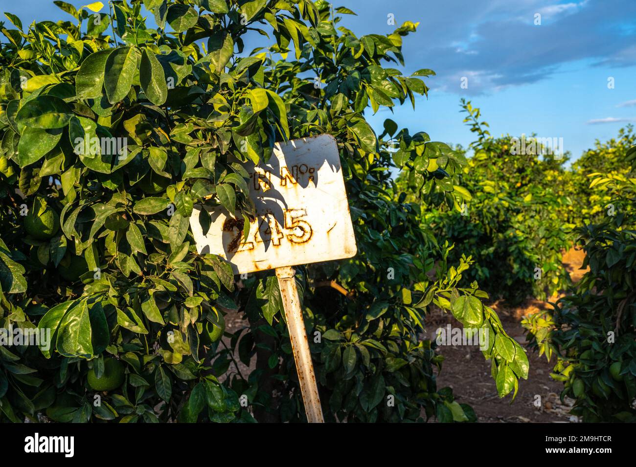 Cereal and citrus cooperative, Puerto Gil, Spain Stock Photo - Alamy