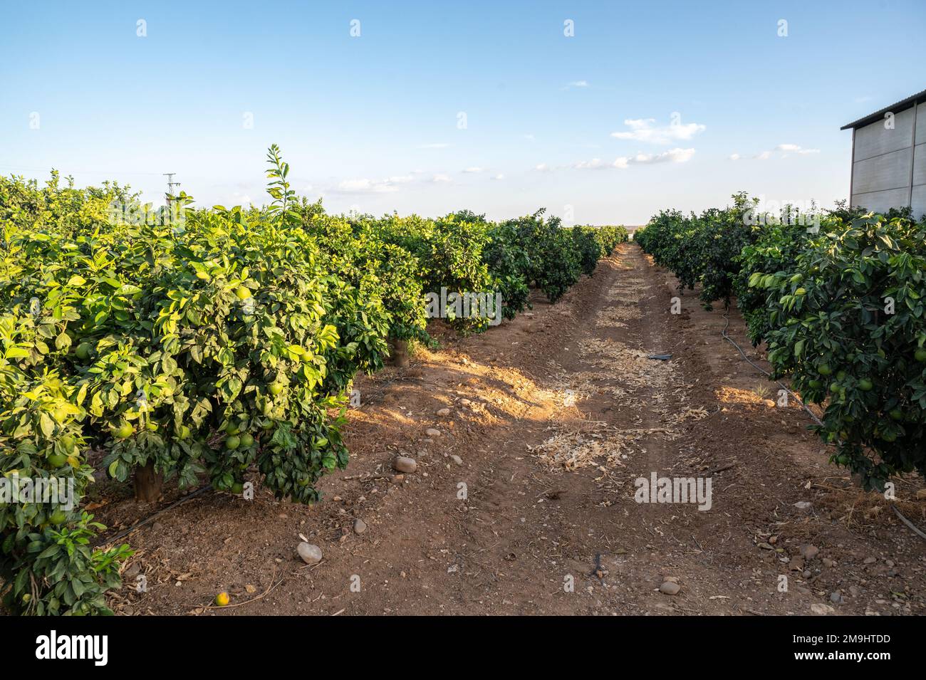 Cereal and citrus cooperative, Puerto Gil, Spain Stock Photo - Alamy