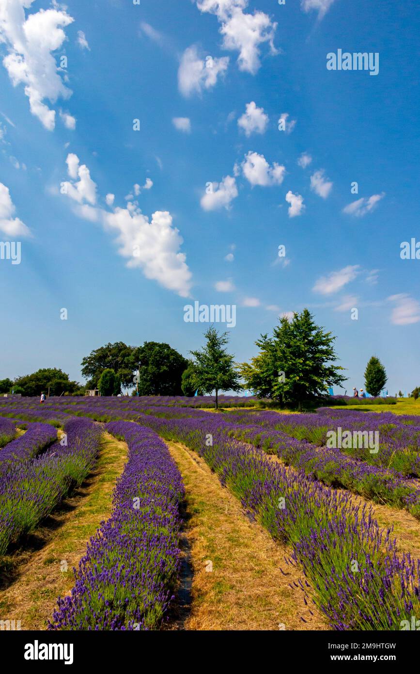 Lavender rows garden hi-res stock photography and images - Alamy