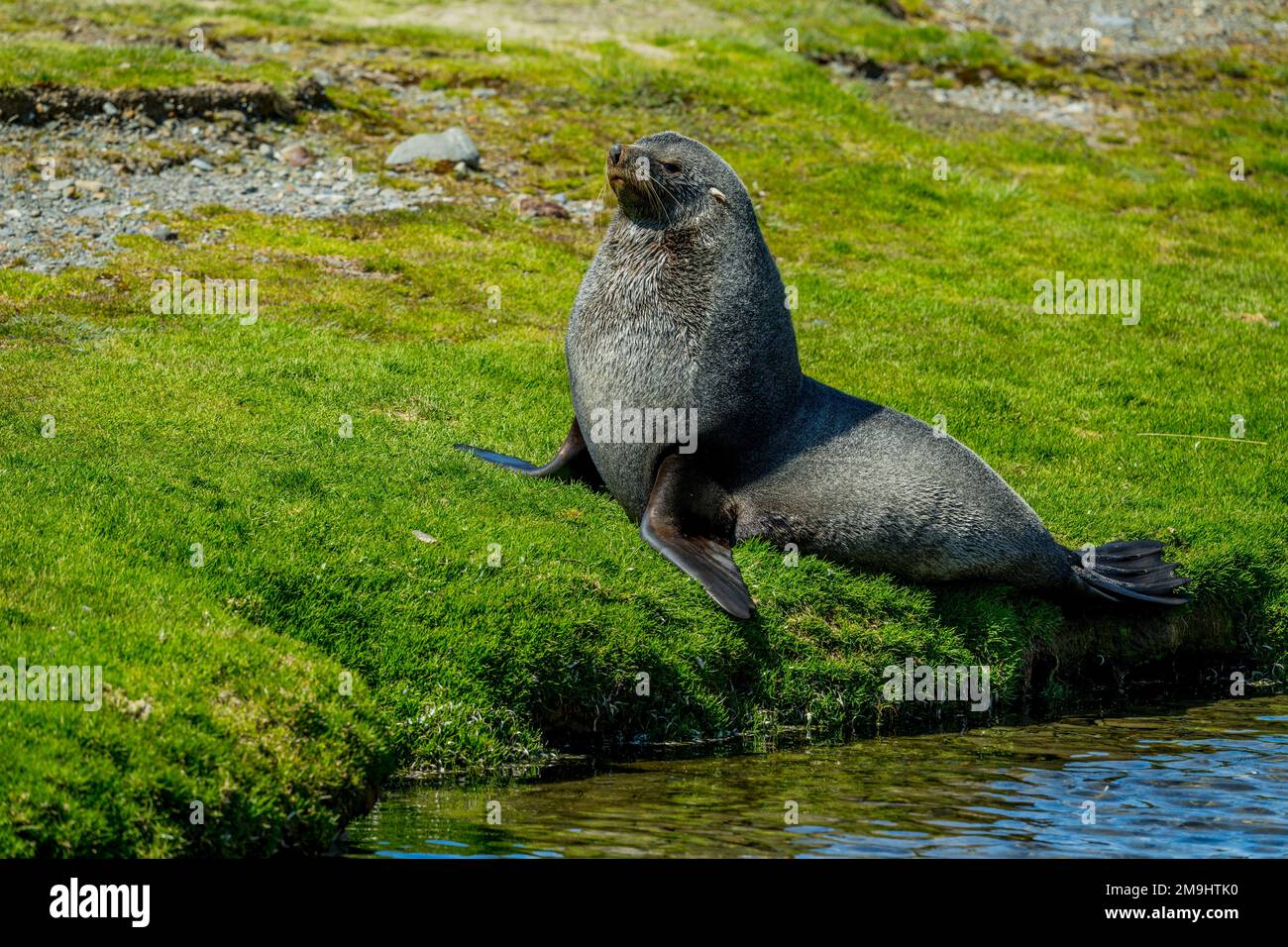Antarctic fur seal (Arctocephalus gazella) in Fortuna Bay on South Georgia Island, Sub ...