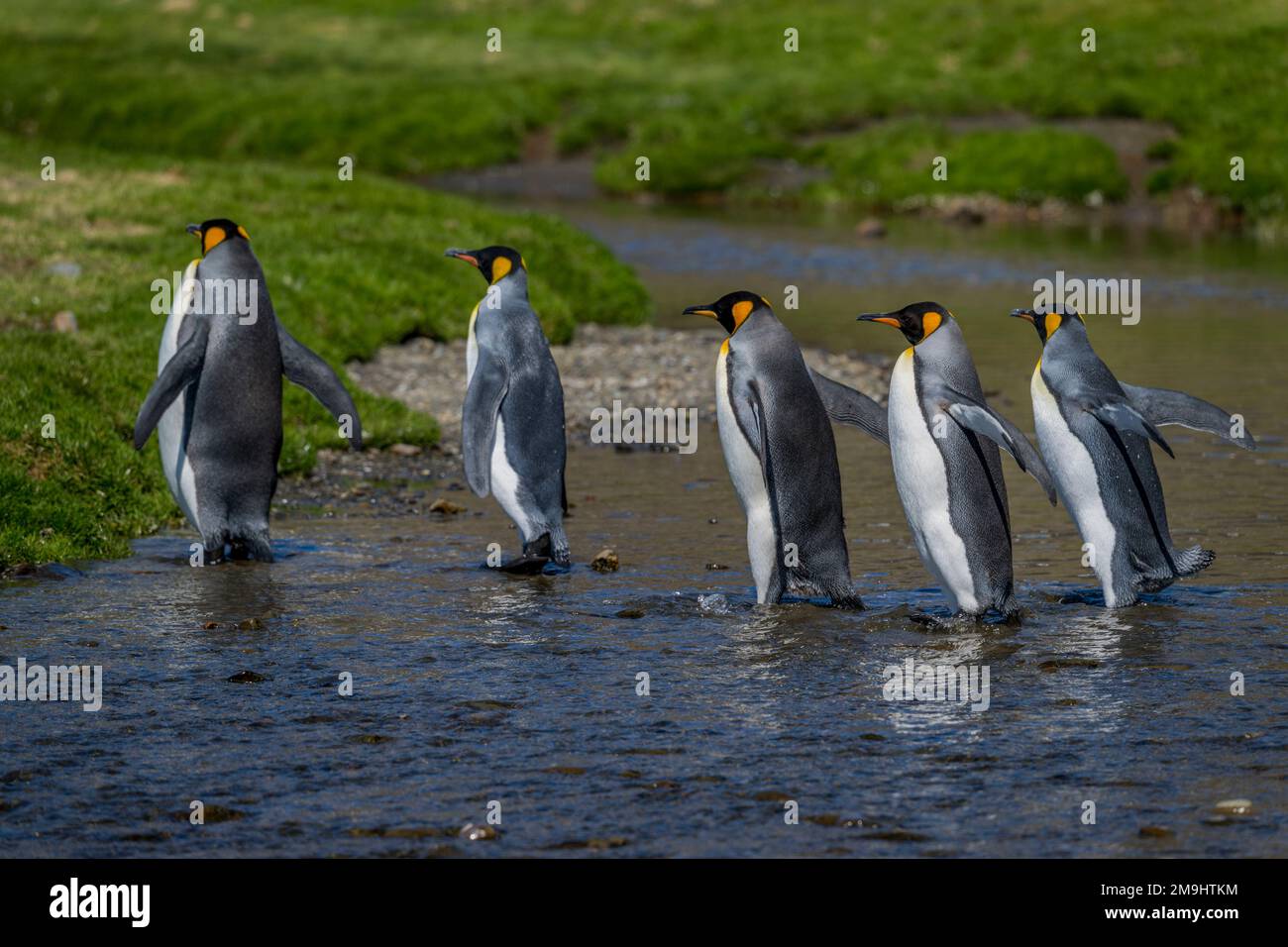 King penguins (Aptenodytes patagonicus) walking from the beach back to ...