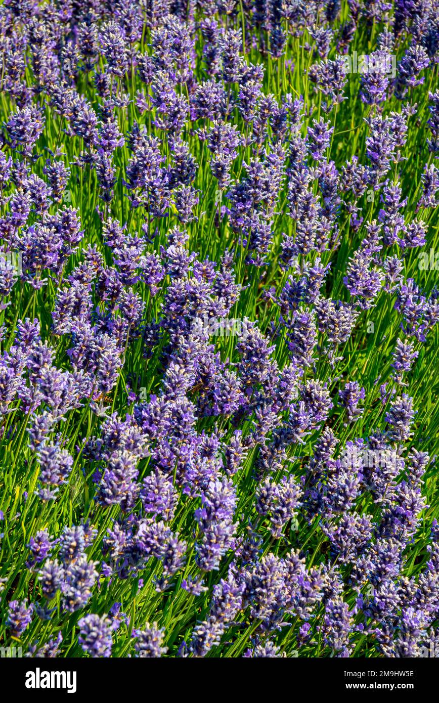 Lavandula common name lavender is a genus of 47 known species of ...