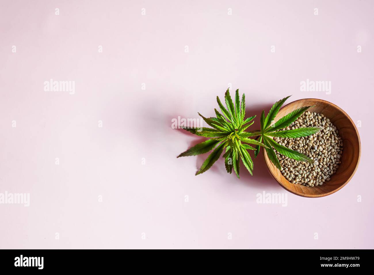 Cannabis seeds and a fresh young cannabis bush on a pink background ...