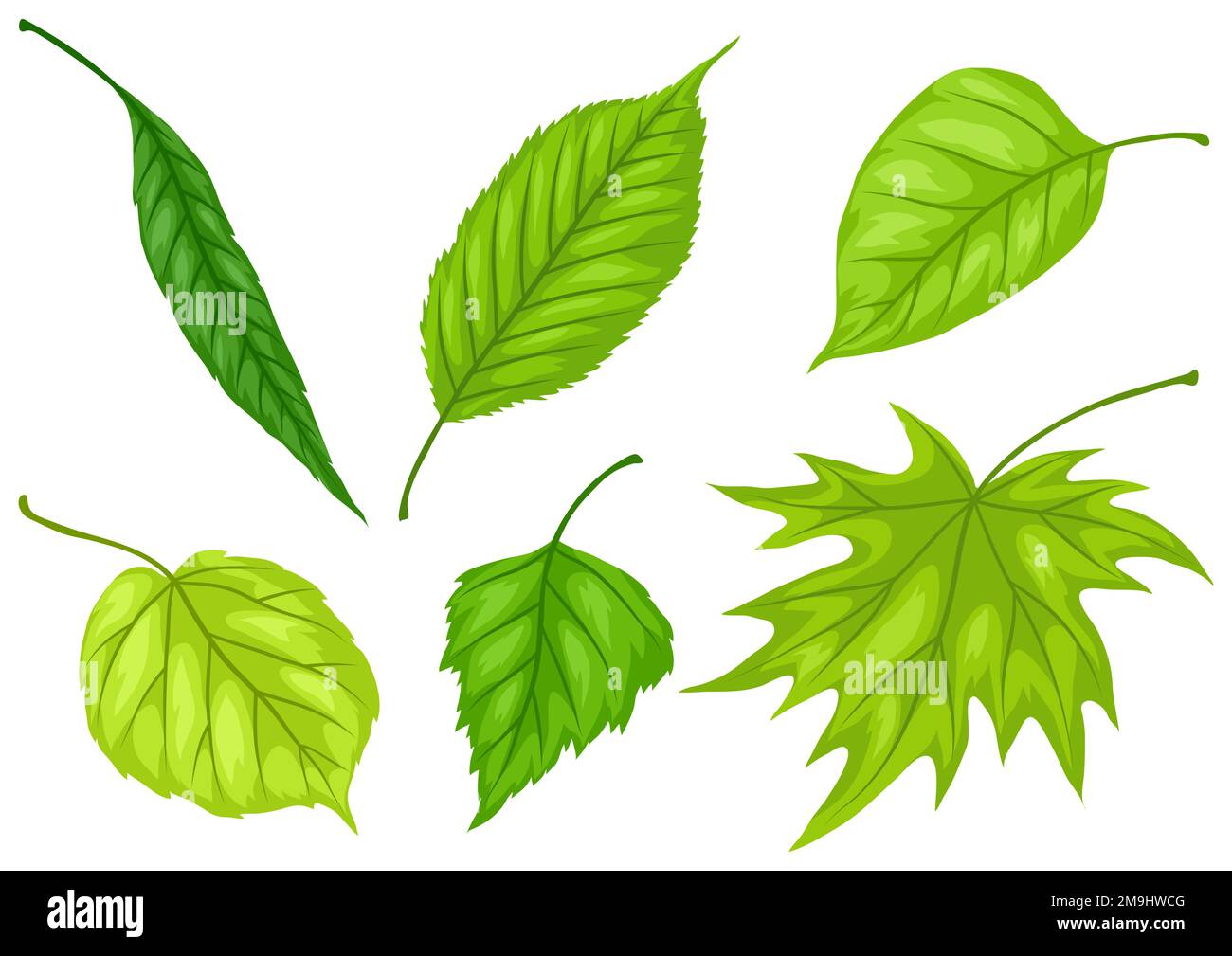 Set of spring leaves. Beautiful decorative foliage Stock Vector Image ...