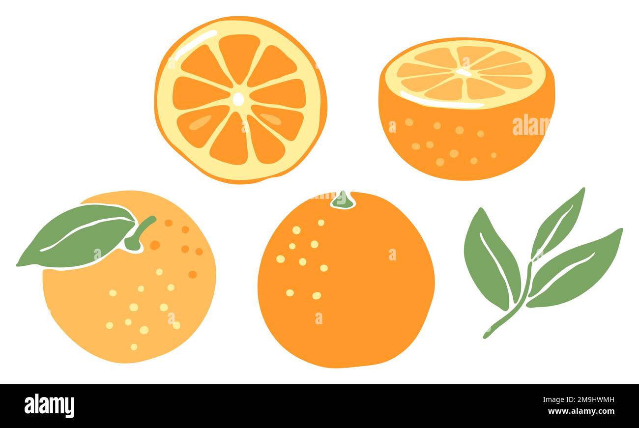 Oranges citrus fruits decorative Stock Vector Images - Alamy