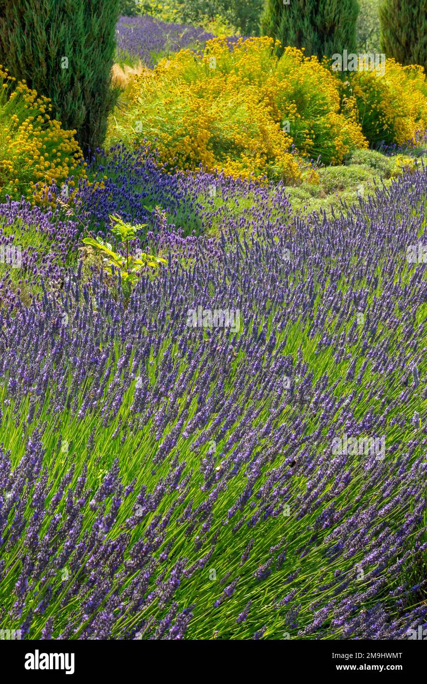 Lavender growing in summer at Yorkshire Lavender farm a tourist ...