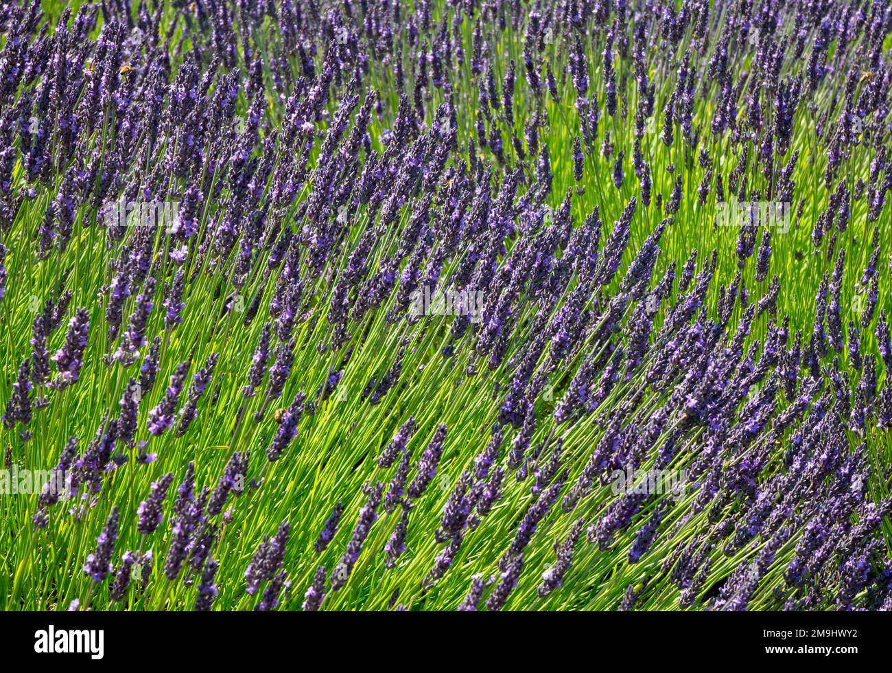 Lavandula common name lavender is a genus of 47 known species of ...