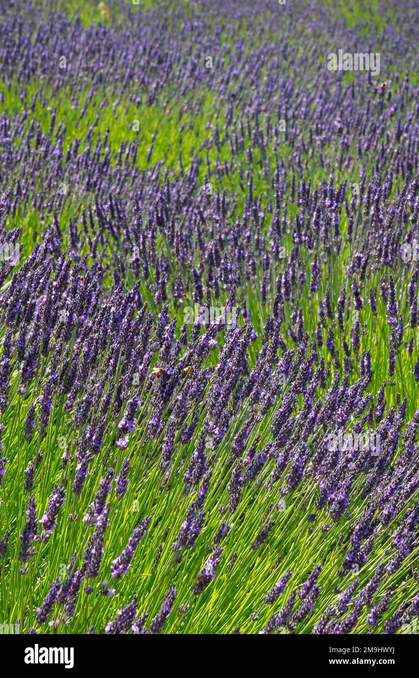 Lavandula common name lavender is a genus of 47 known species of ...