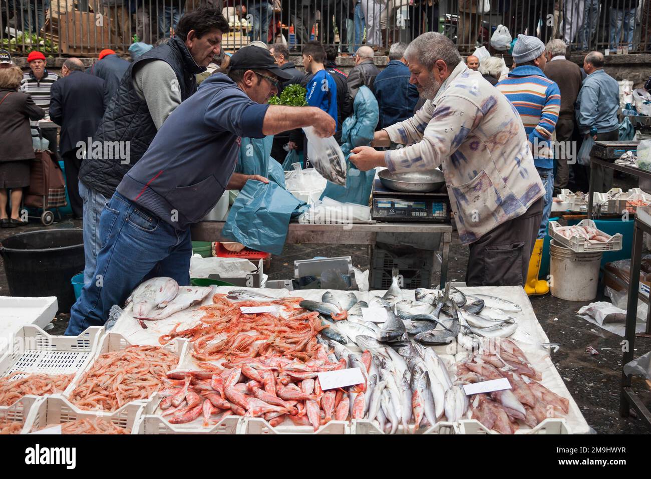 the fishes, fishmongers and general atmosphere of La Pescheria, the ...