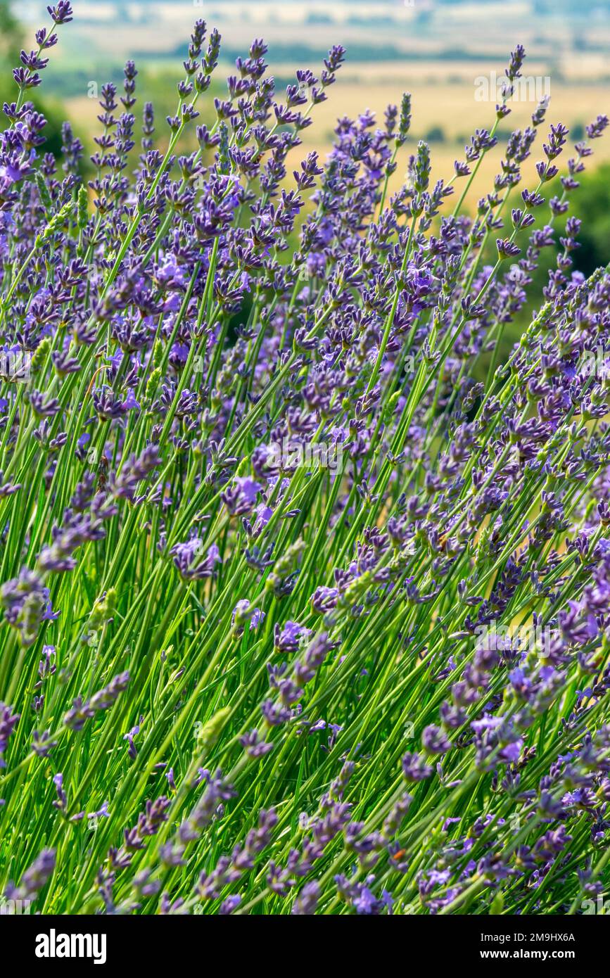 Lavandula common name lavender is a genus of 47 known species of ...