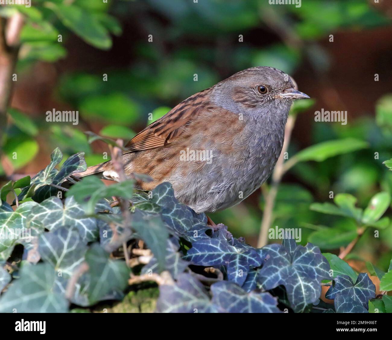 Dunnock (Prunella Modularis Stock Photo - Alamy