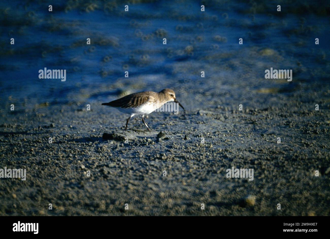 Dubai UAE - End Of Creek Nature Reserve Wading Bird On Salt Marshes ...