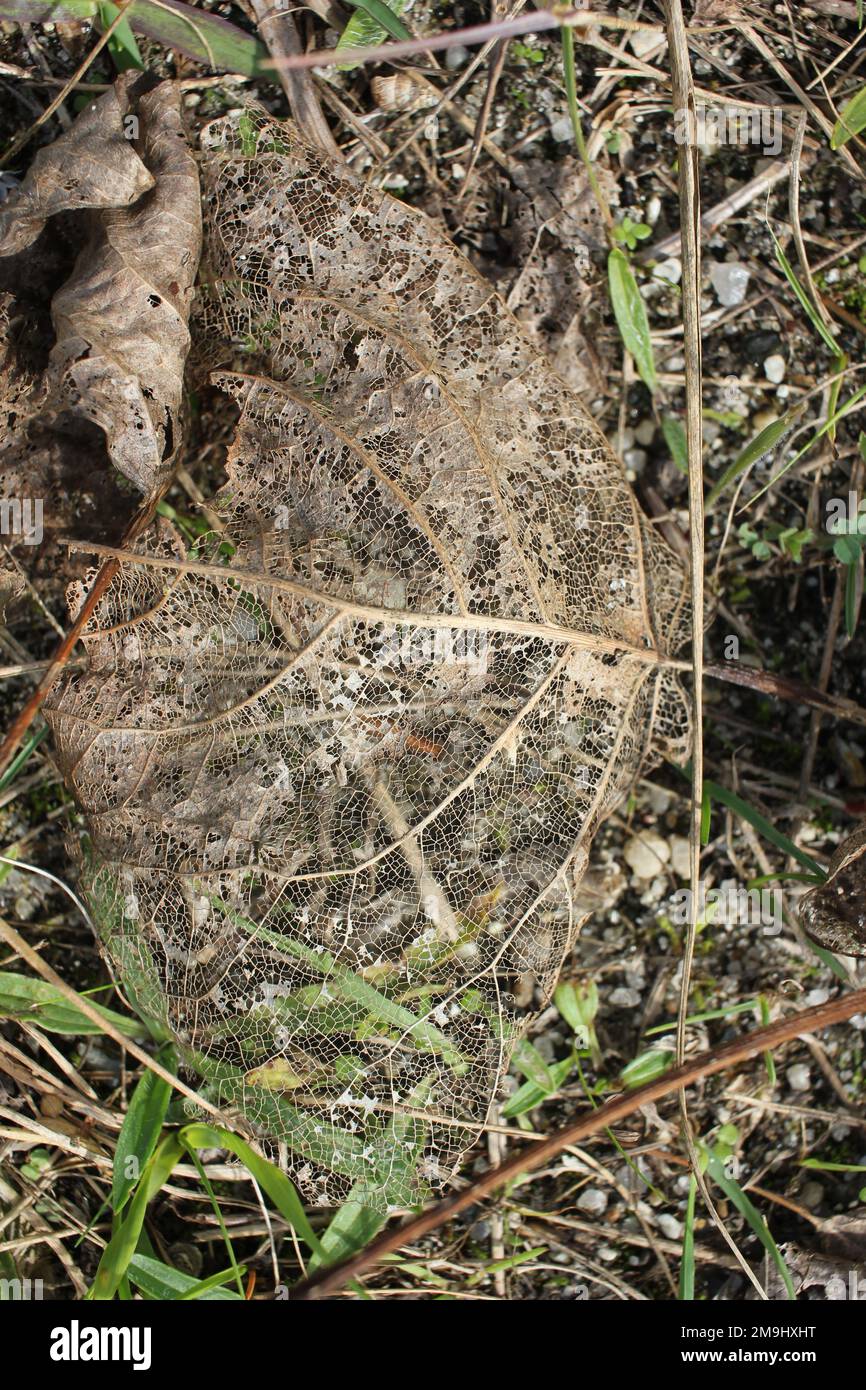 Insects eat leaf hi-res stock photography and images - Alamy
