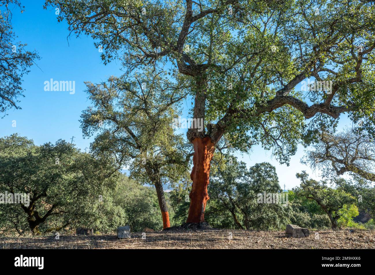 Production of iberian ham (cured ham), Puerto Gil, Spain Stock Photo ...