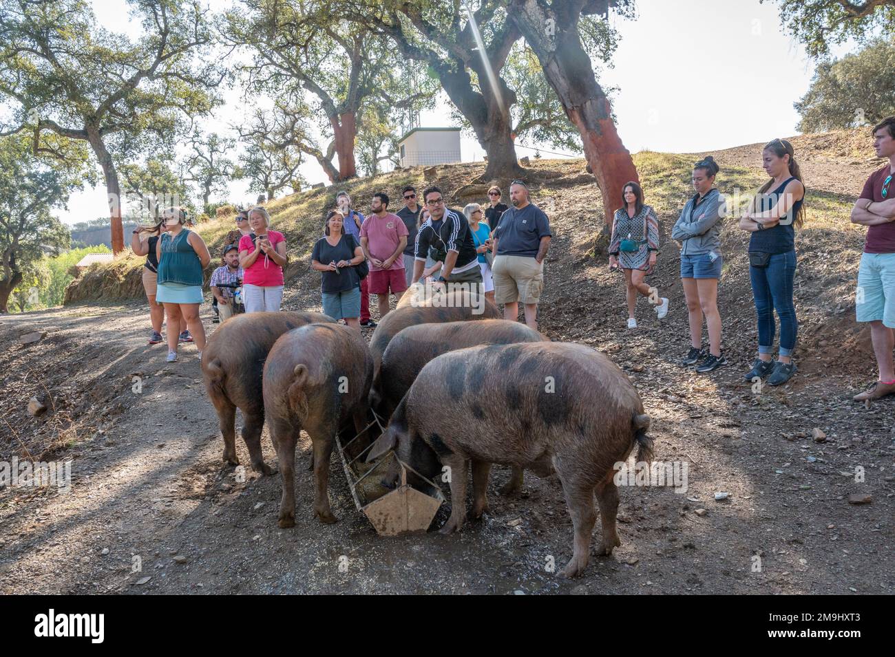 Production of iberian ham (cured ham), Puerto Gil, Spain Stock Photo ...