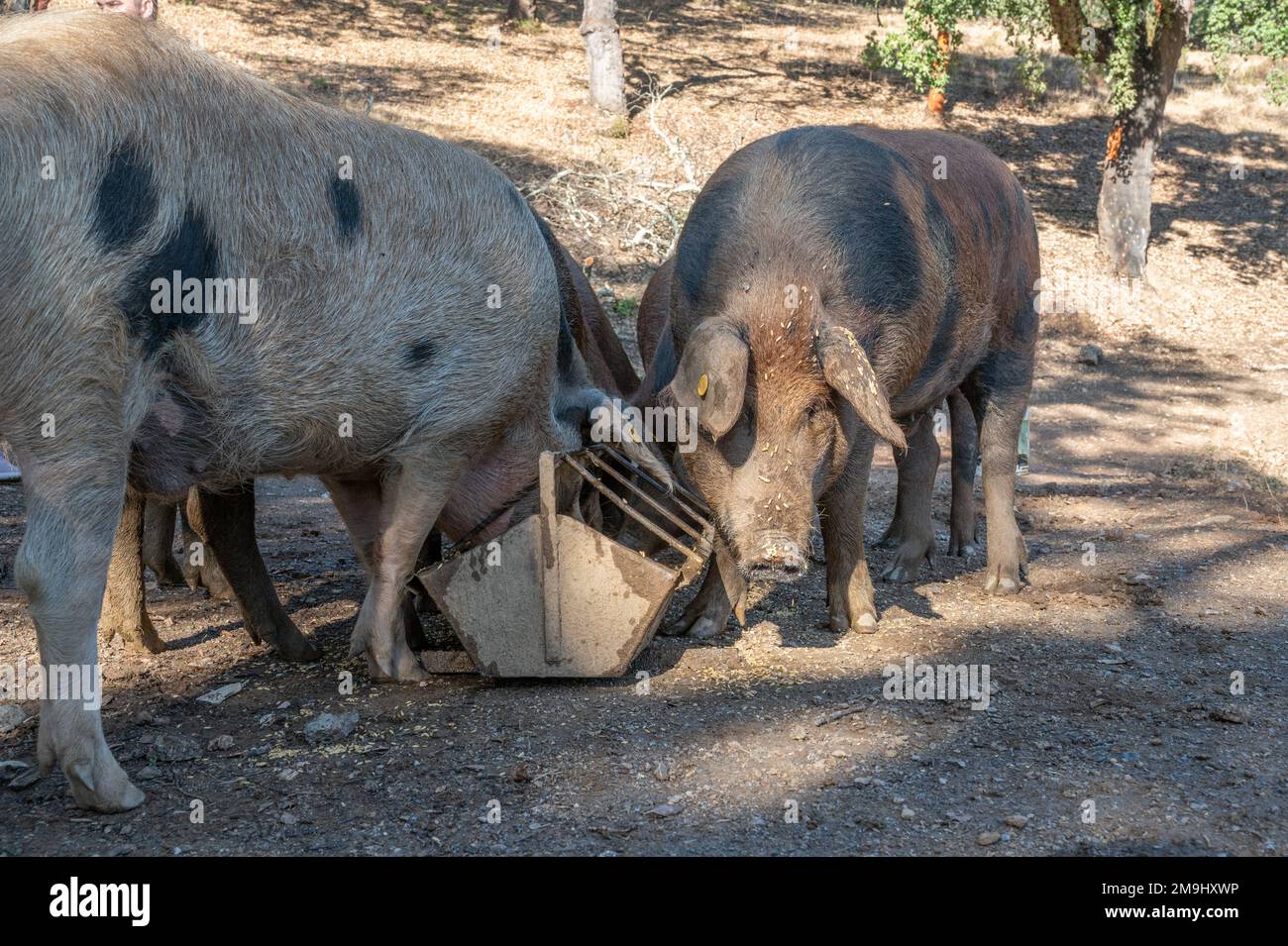 Production of iberian ham (cured ham), Puerto Gil, Spain Stock Photo ...