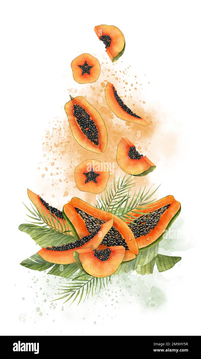 Exotic Tropical Papaya fruit. Watercolor hand drawn illustration of ...