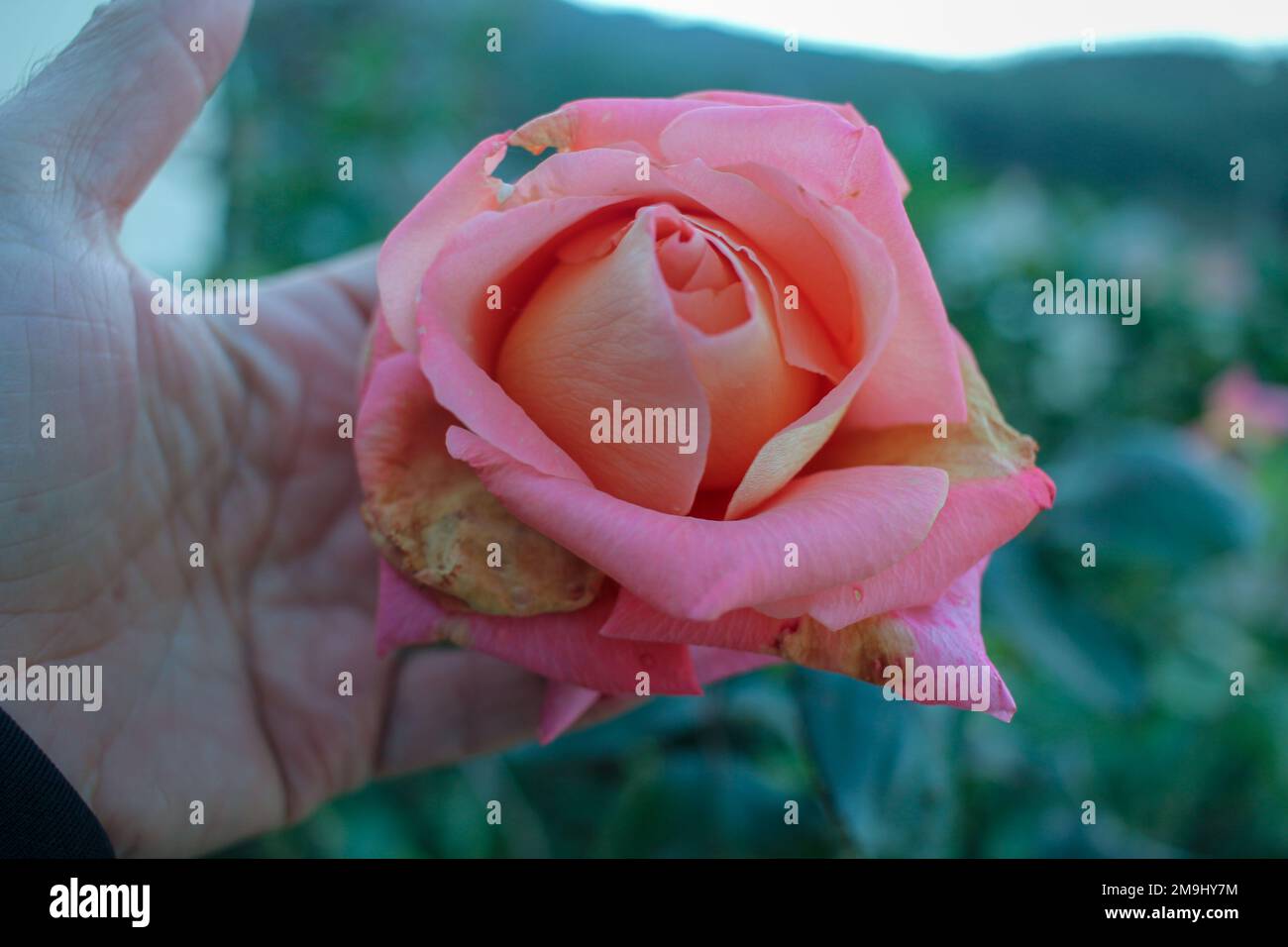 touching a rose with my fingers and smelling it Stock Photo - Alamy