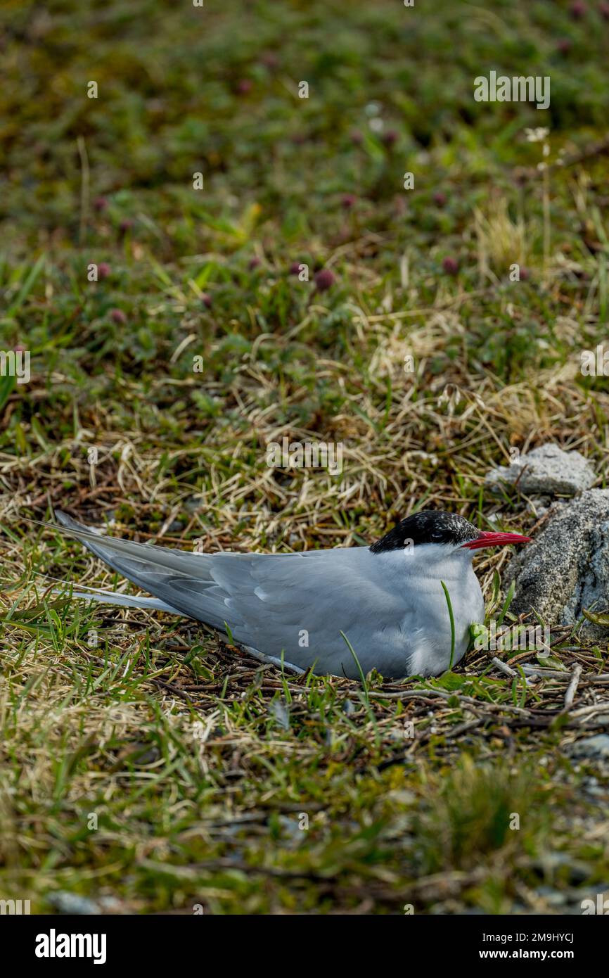 An Antarctic tern (Sterna vittata) is sitting on the nest at the ...