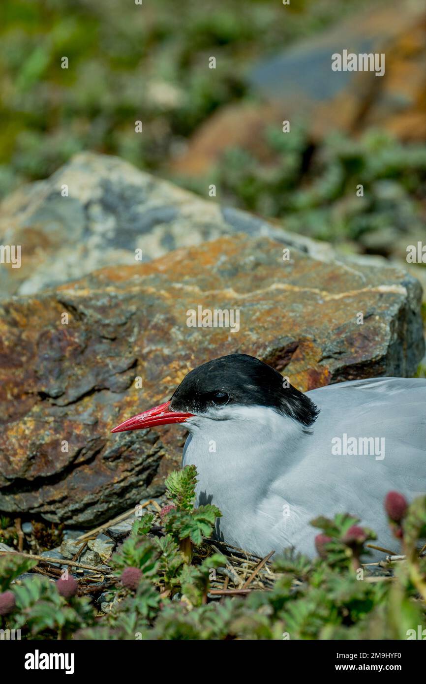 An Antarctic tern (Sterna vittata) is sitting on the nest at the ...